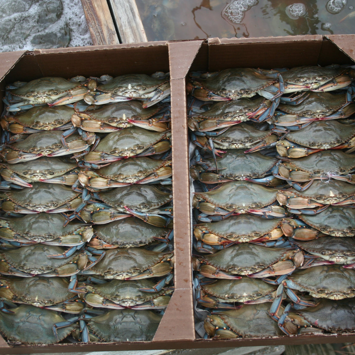 Chesapeake Bay Soft Shell Crabs: Seasonal Delicacy & Cooking Guide ...